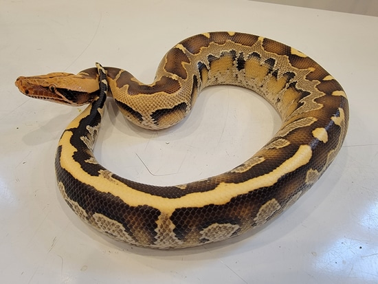 Genetic Stripe Borneo Short-Tailed Python by Dragon Herpetology