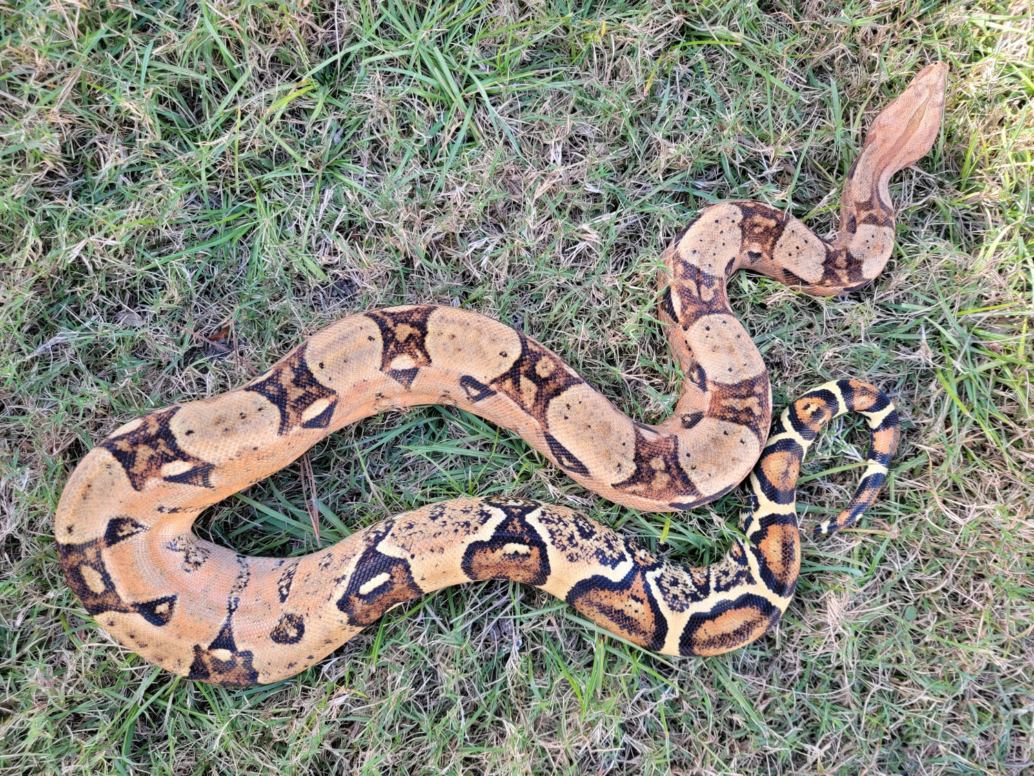 2020 F. Normal Boa Constrictor by Dragon Herpetology - MorphMarket