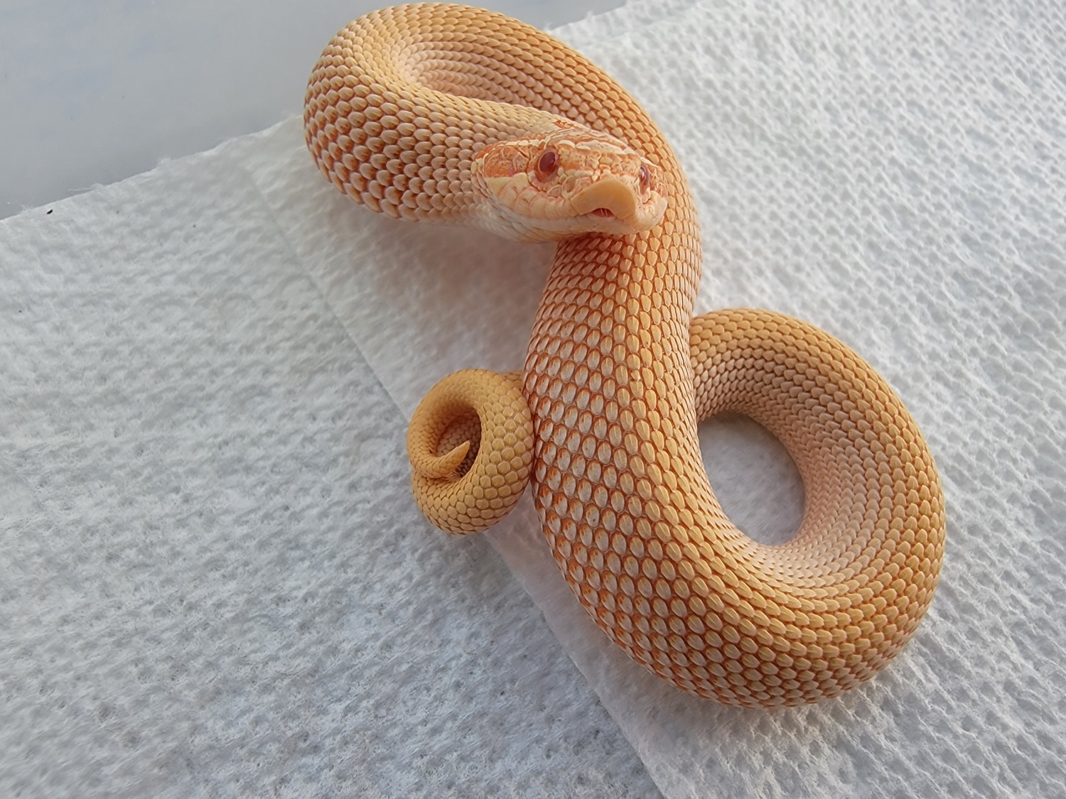 Albino Superconda Het Snow Extreme Red Line Western Hognose by Dragon ...