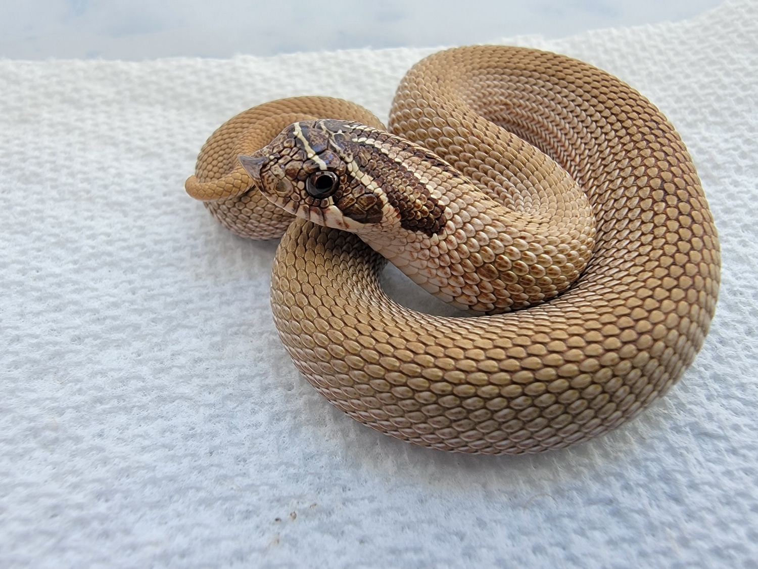 Superconda Het Snow Extreme Red Line Western Hognose by Dragon ...