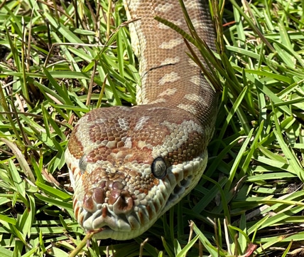 ** Pair**"Rusty" Hypo Bredli Centralian Carpet Python by Dragon ...