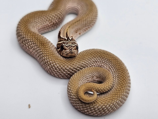 Superconda Het Snow Extreme Red Line Western Hognose by Dragon Herpetology
