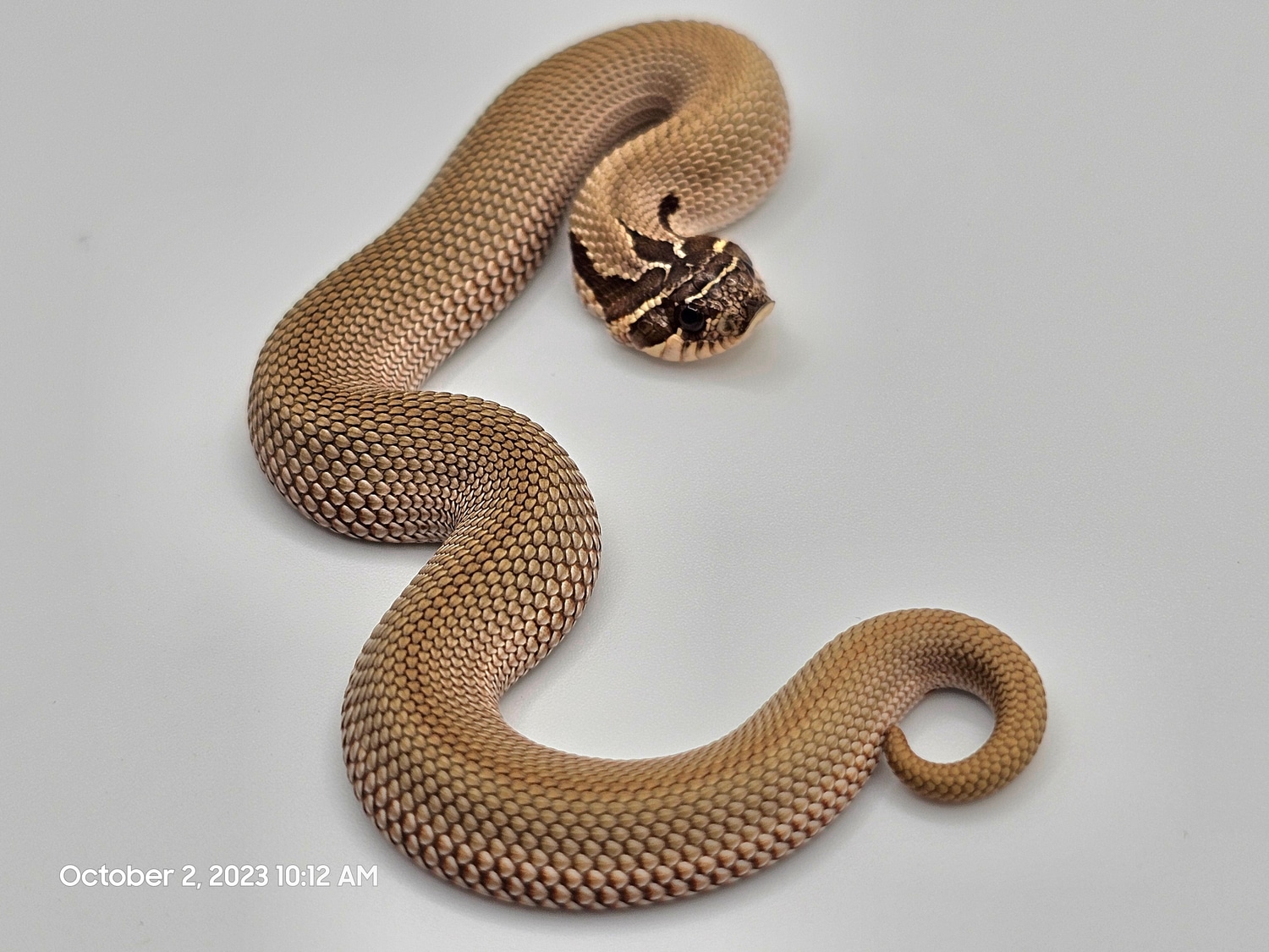 Superconda Het Snow Extreme Red Line Western Hognose by Dragon ...