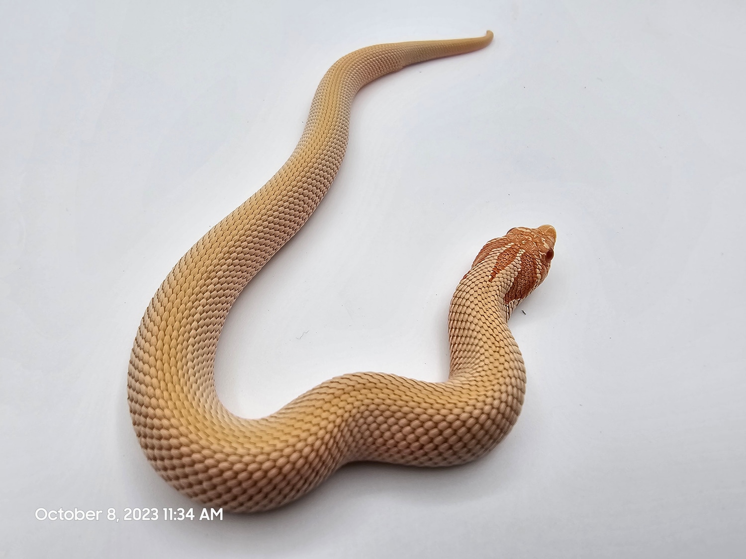 Albino Superconda Het Snow Extreme Red Line Western Hognose by Dragon ...