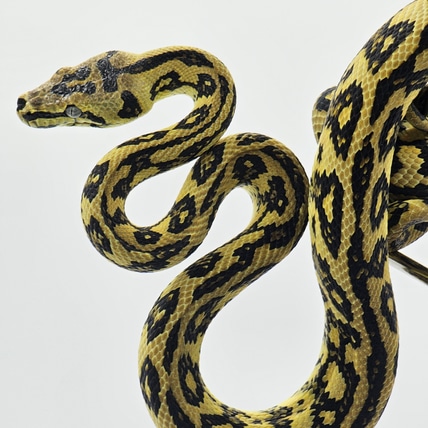 German Jungle Carpet Python by Dragon Herpetology - MorphMarket