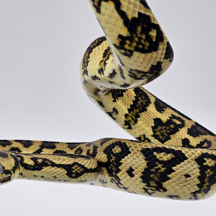 German Jungle Carpet Python by Dragon Herpetology - MorphMarket