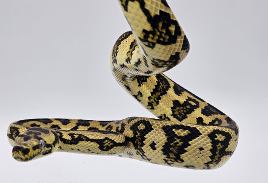 German Jungle Jag Jungle Carpet Python by Dragon Herpetology
