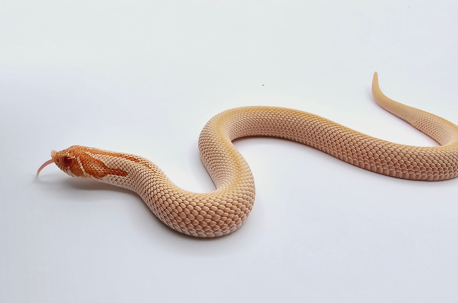 Albino Superconda Het Snow Extreme Red Line Western Hognose by Dragon ...