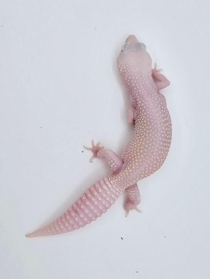 White Knight Blood Leopard Gecko by Dragon Herpetology