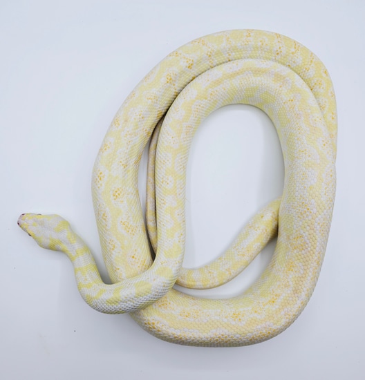*Pair* Albino Pure Darwin "Monti" Darwin Carpet Python by Dragon ...