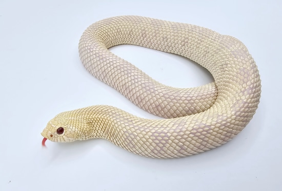 "Milkshake" Yeti Western Hognose by Dragon Herpetology