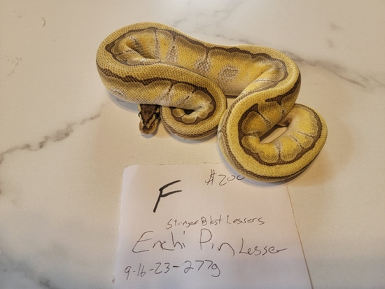 Stinger Blast Lesser Ball Python by MCK MORPHS