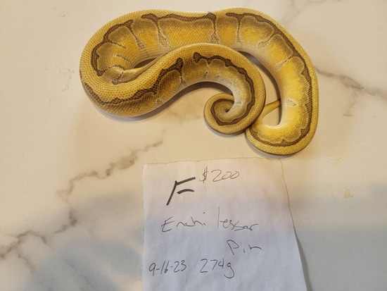 Stinger Blast Lesser Ball Python by MCK MORPHS
