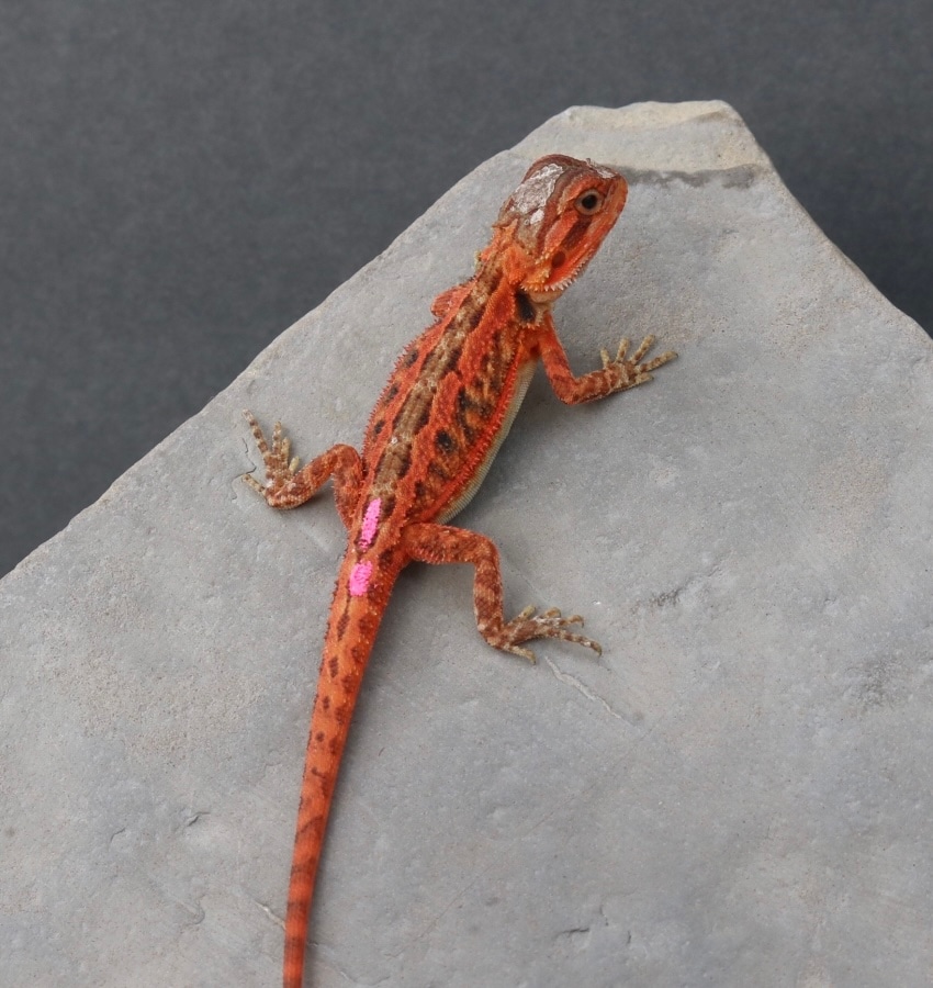 Extreme High Red 100% Het Hypo Paradox Lines! Central Bearded Dragon by Mike's Beardeds ...
