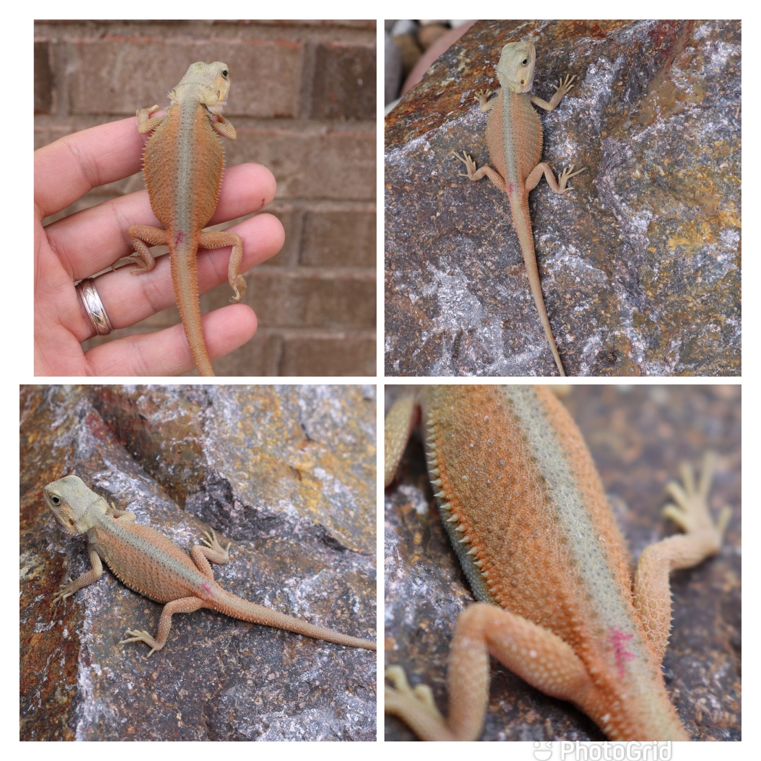 Orange Hypo Translucent Dunner Witblits Female Central Bearded Dragon ...