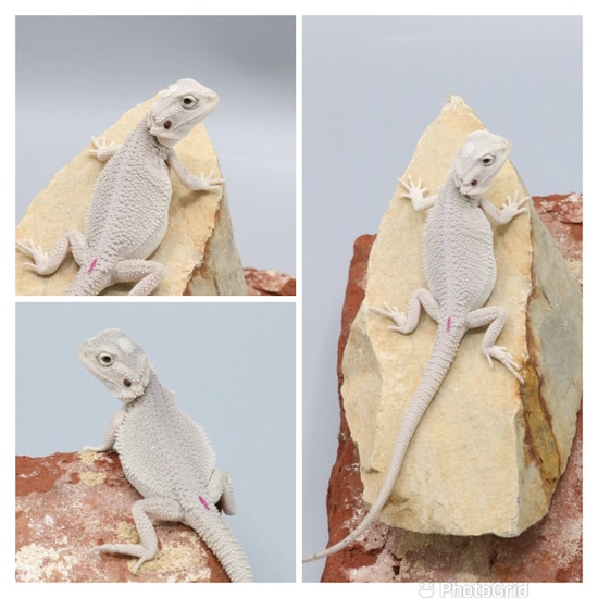 Hypo Dunner Zero Paper White! Central Bearded Dragon by Mike's Beardeds