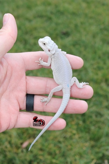 Hypo Zero Central Bearded Dragon by Mike's Beardeds
