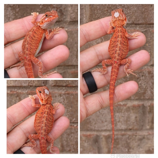 🔥🔥Extreme Red Hypo Translucent Female! Central Bearded Dragon by Mike's ...