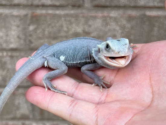 Hypo Translucent Zero Dunner Leatherback Central Bearded Dragon by Mike ...
