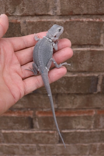 Hypo Translucent Zero Male Central Bearded Dragon by Mike's Beardeds