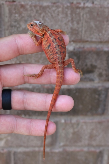 Fiery Red Hypo Translucent Male Central Bearded Dragon by Mike's Beardeds