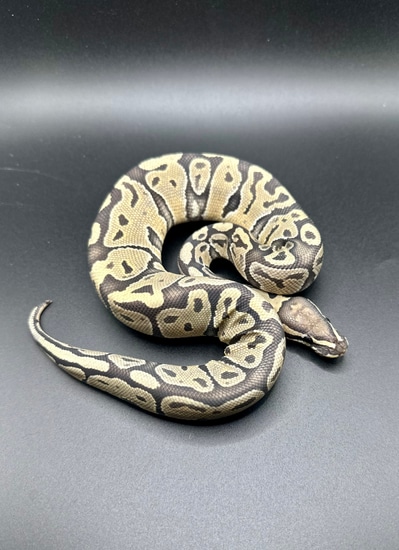 Hypo Het Desert Ghost Ball Python by S&E Exotics