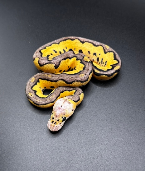 Firefly YB Clown Pos OD Granite Ball Python by S&E Exotics
