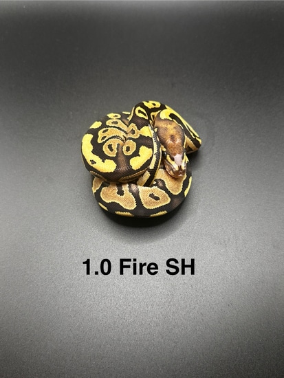 Scaleless Head Fire Ball Python by S&E Exotics