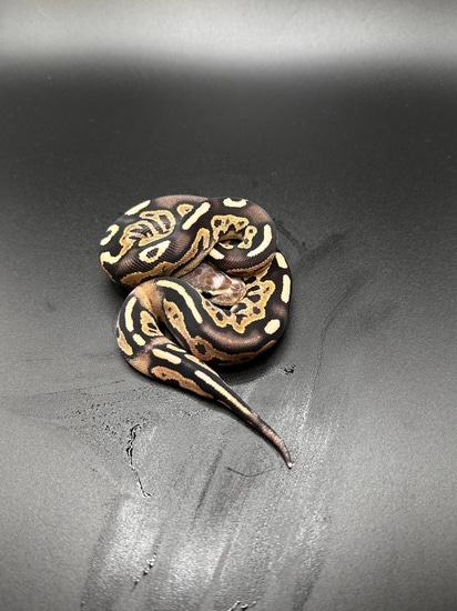Cinnamon Spotnose Scalelesshead (Ringer) Ball Python by S&E Exotics