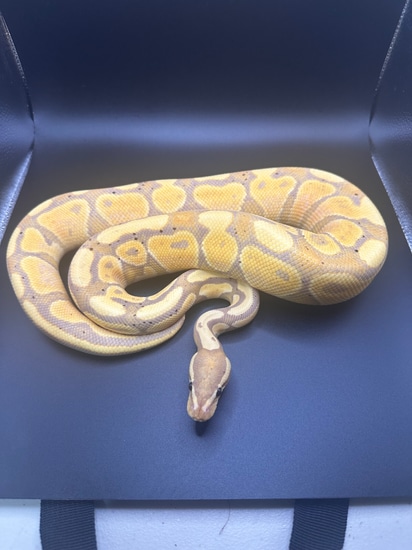 Banana Mystic Het Puzzle Ball Python by S&E Exotics