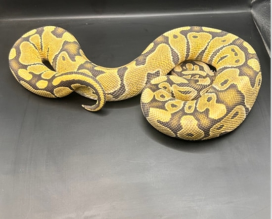 Hypo Het Puzzle Ball Python by S&E Exotics
