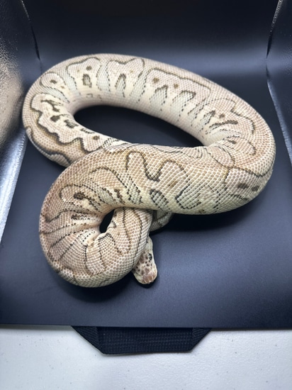 Firefly Phantom Clown Ball Python by S&E Exotics