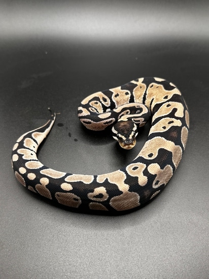 TSK Axanthic Het Pied Ball Python by S&E Exotics