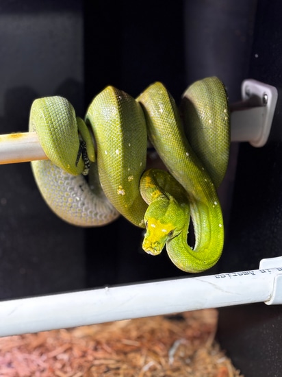 Long Term Captive Biak Green Tree Python by S&E Exotics