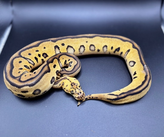 Pastel Leopard OD Clown Ball Python by S&E Exotics