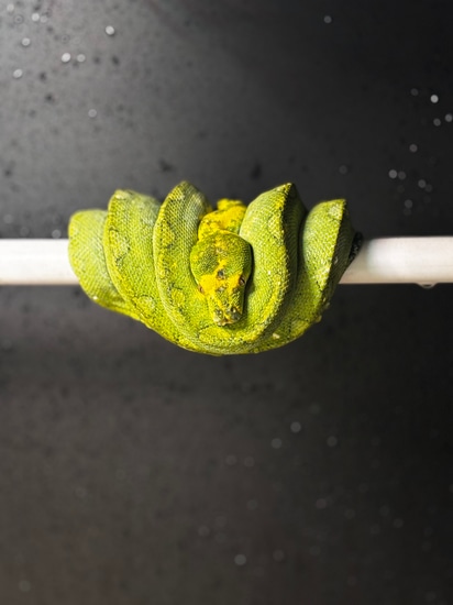 Biak Green Tree Python by S&E Exotics