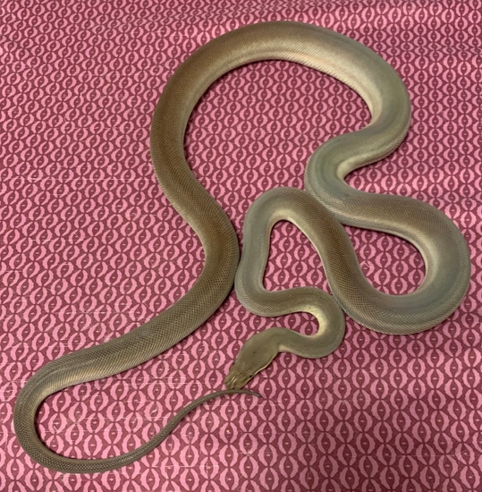 2017 FEMALE Olive Python by Big Borg Reptiles