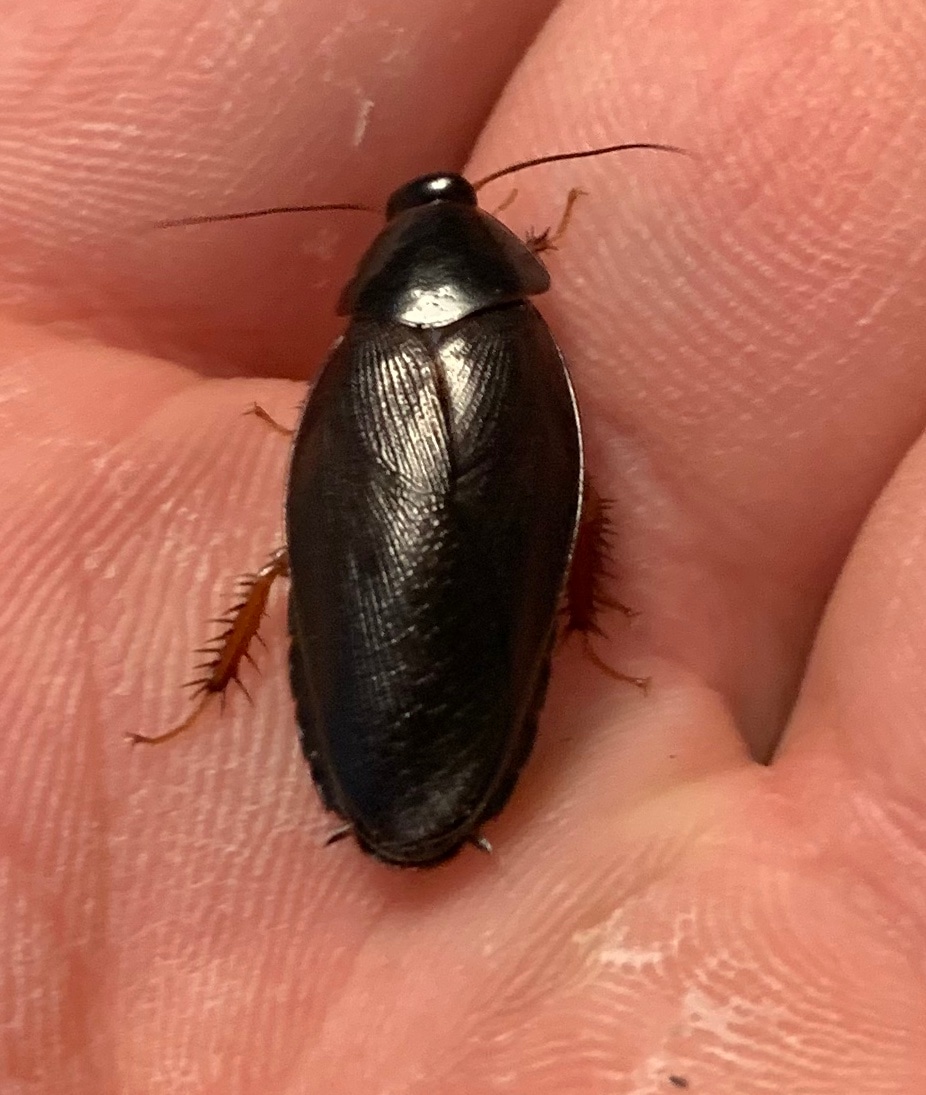 Shadow Roach Starter Colony (Pycnoscelus Nigra) Other Invertebrate by Big Borg Reptiles ...