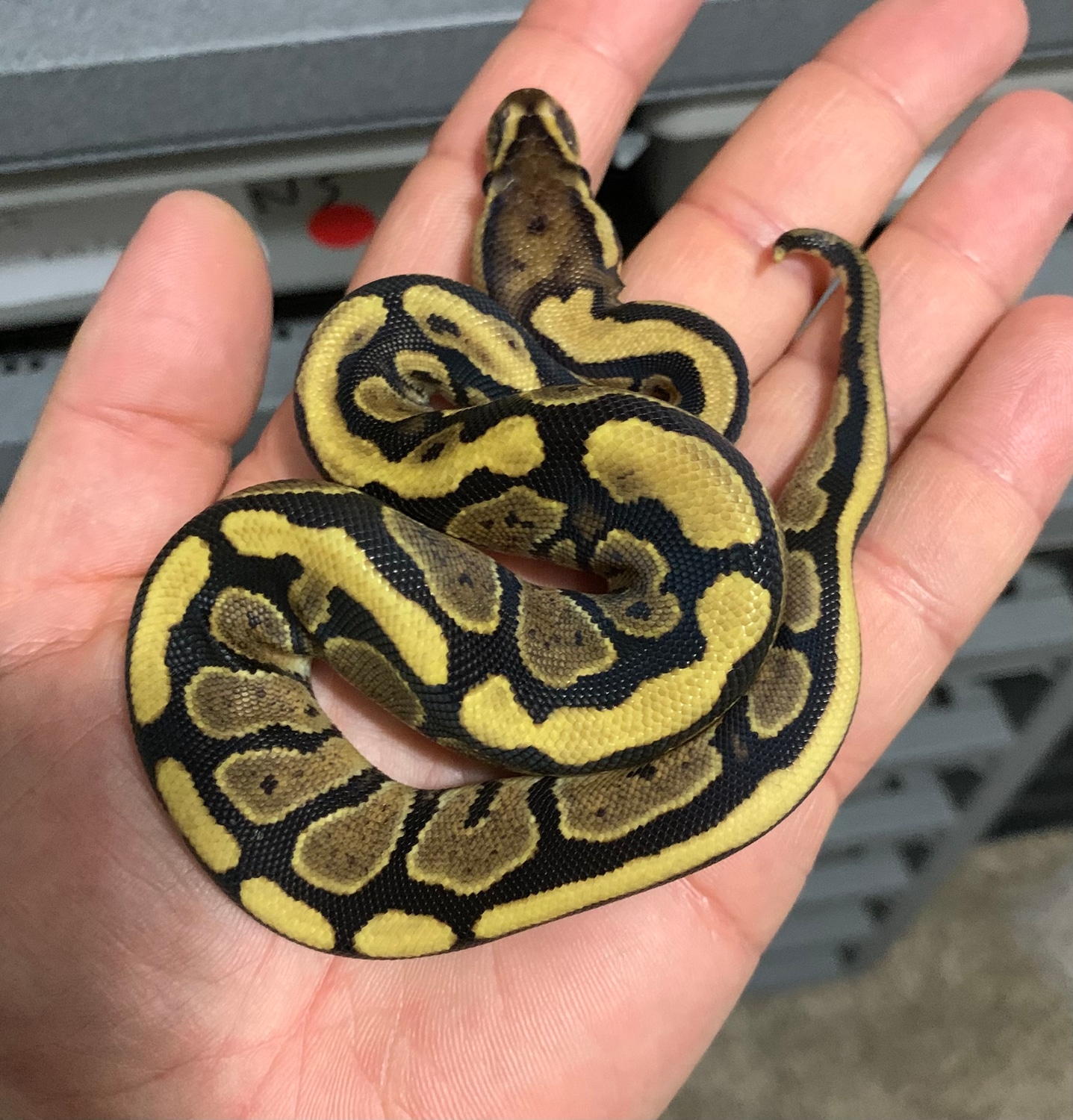 Fire Ball Python by Big Borg Reptiles - MorphMarket