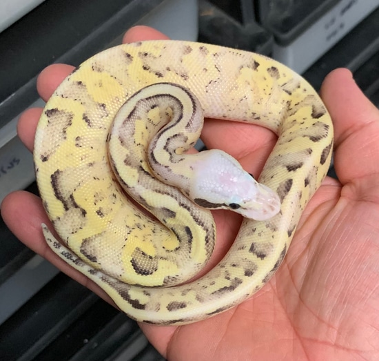 Vanilla Scream Poss YB/super Pastel Ball Python by Big Borg Reptiles