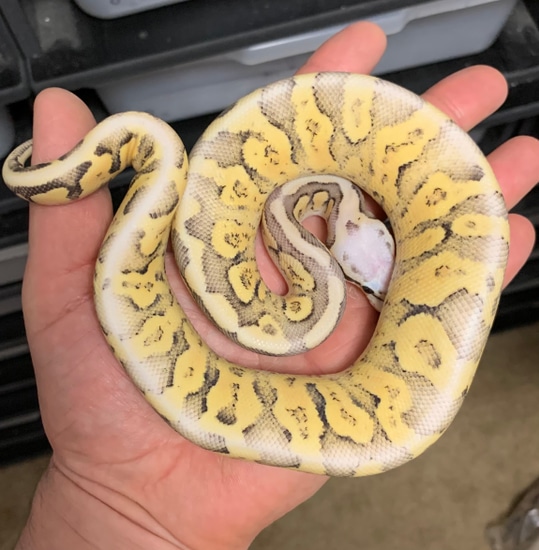 Pastel Super Vanilla Poss YB Ball Python by Big Borg Reptiles