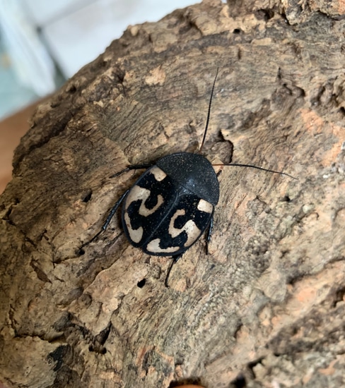 Question Mark Roach Other Invertebrate by Big Borg Reptiles