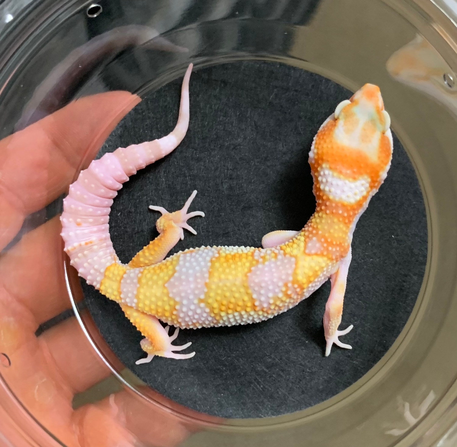 WY Tremper Het Eclipse Leopard Gecko by Big Borg Reptiles - MorphMarket