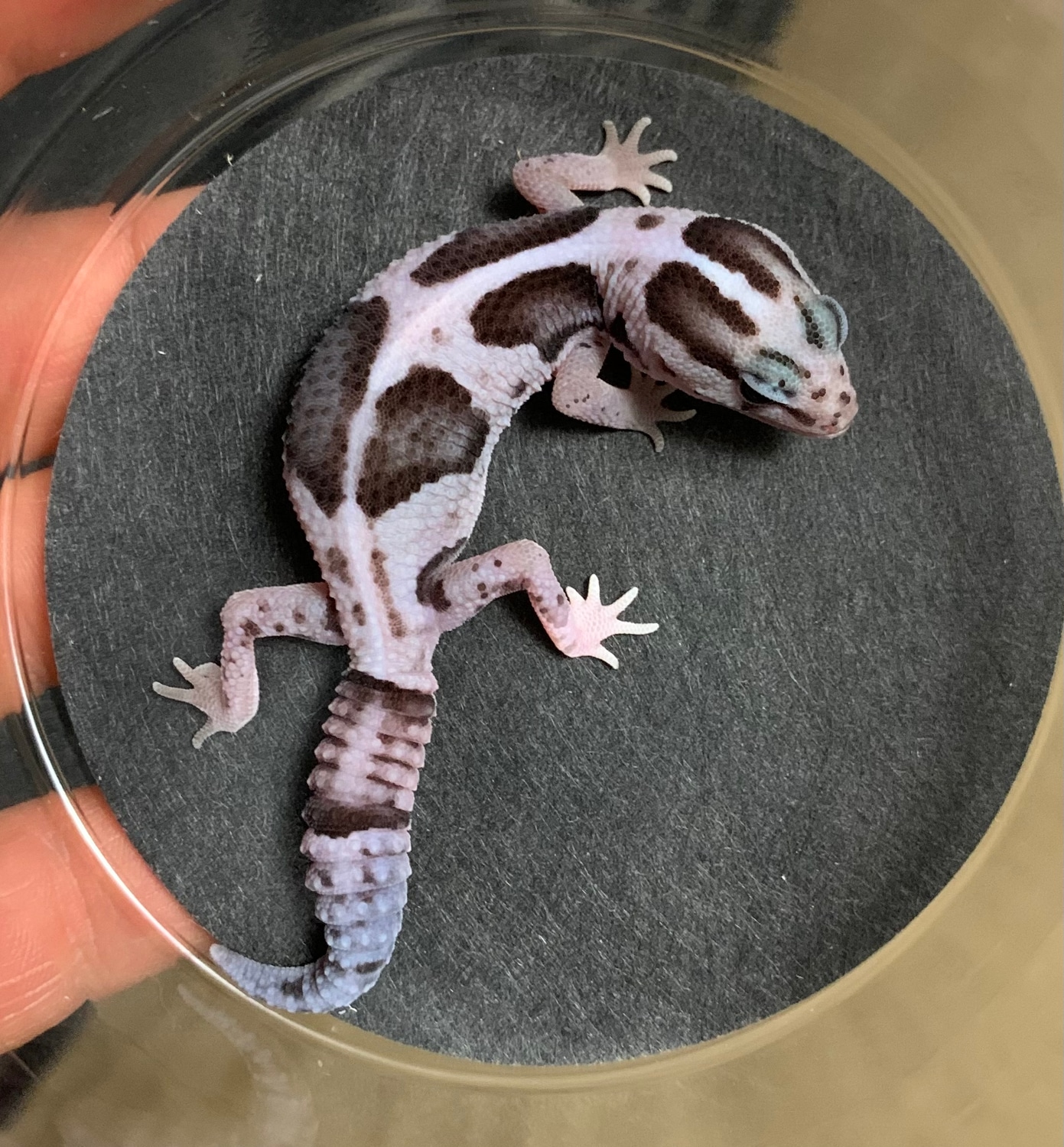 Stripe Oreo Het Patternless African Fat-Tailed Gecko by Big Borg ...