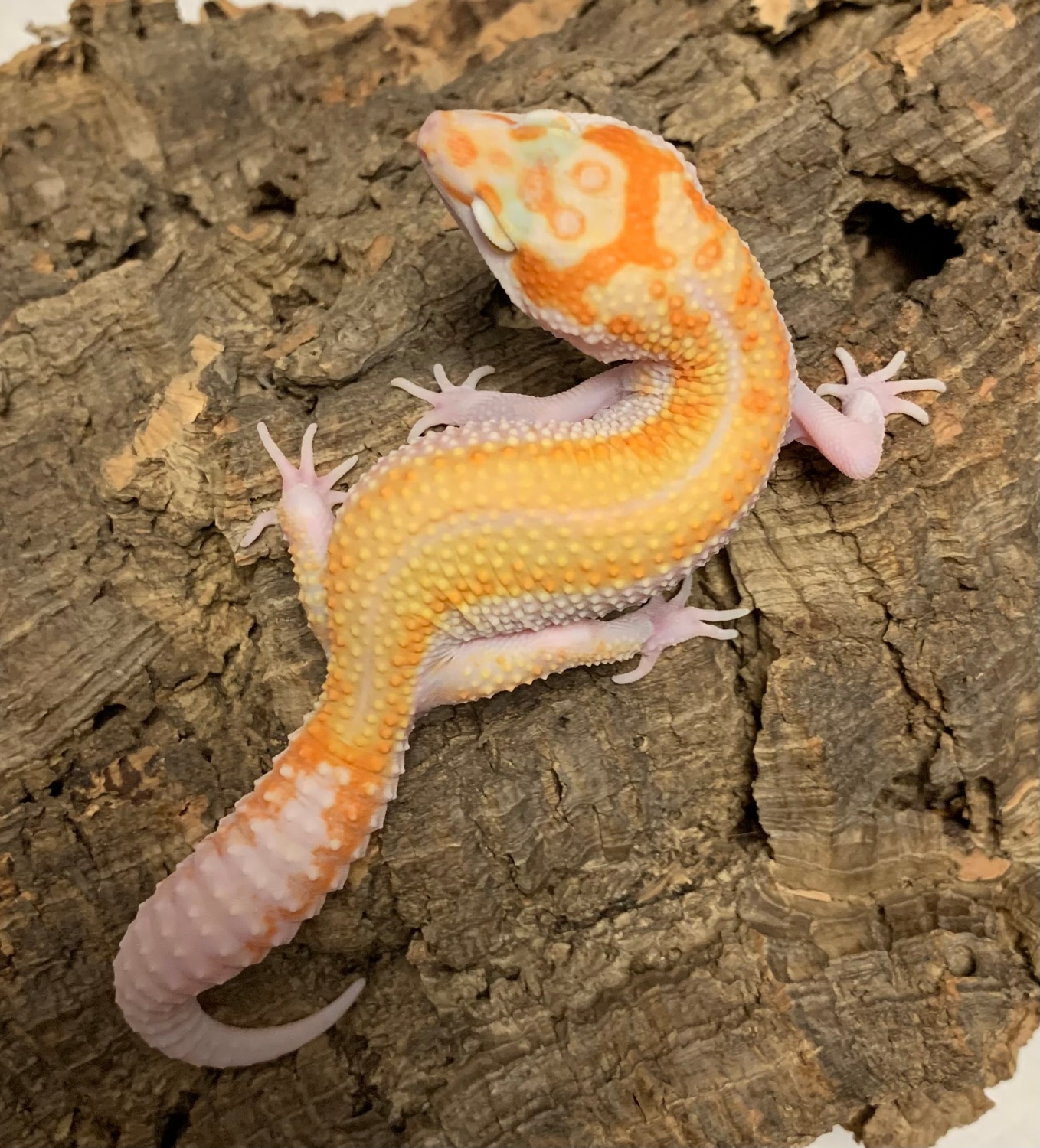 Wy Raptor Leopard Gecko by Big Borg Reptiles - MorphMarket