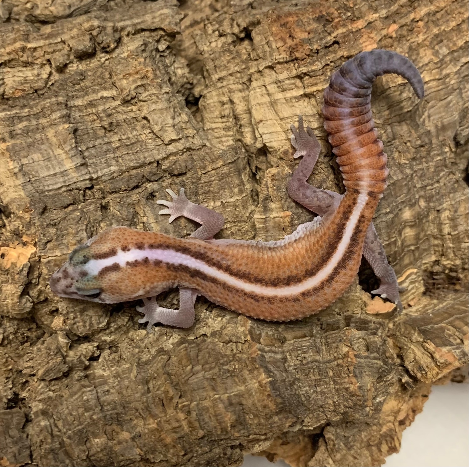 Stripe Patternless Het Oreo African Fat-Tailed Gecko by Big Borg ...