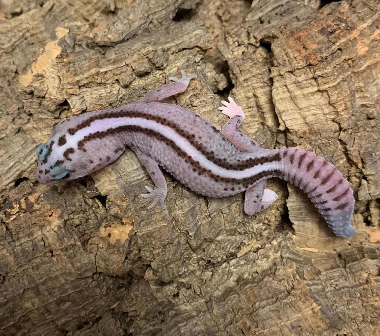 Stripe Oreo Patternless African Fat-Tailed Gecko by Big Borg Reptiles ...