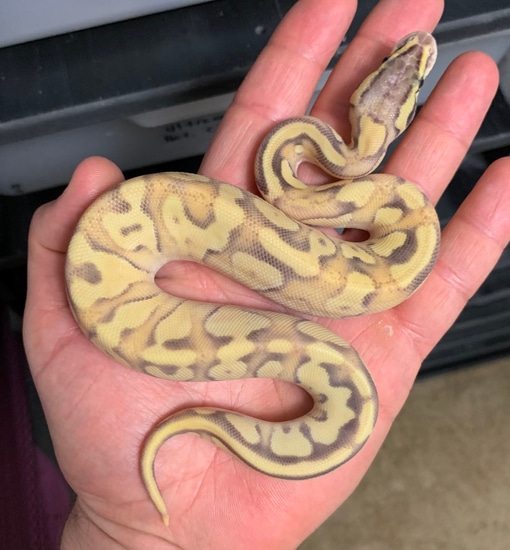 Pastel Enchi Mojave Fire Ball Python by Big Borg Reptiles