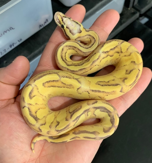 Enchi Scream YB Ball Python by Big Borg Reptiles