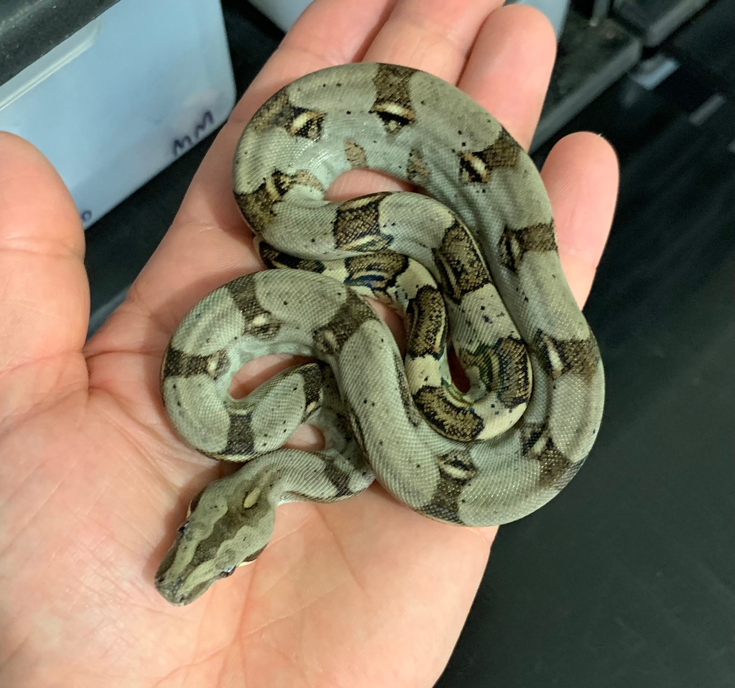 Boa Longicauda - Bessette Line Peruvian Long-tailed Boa Constrictor by ...